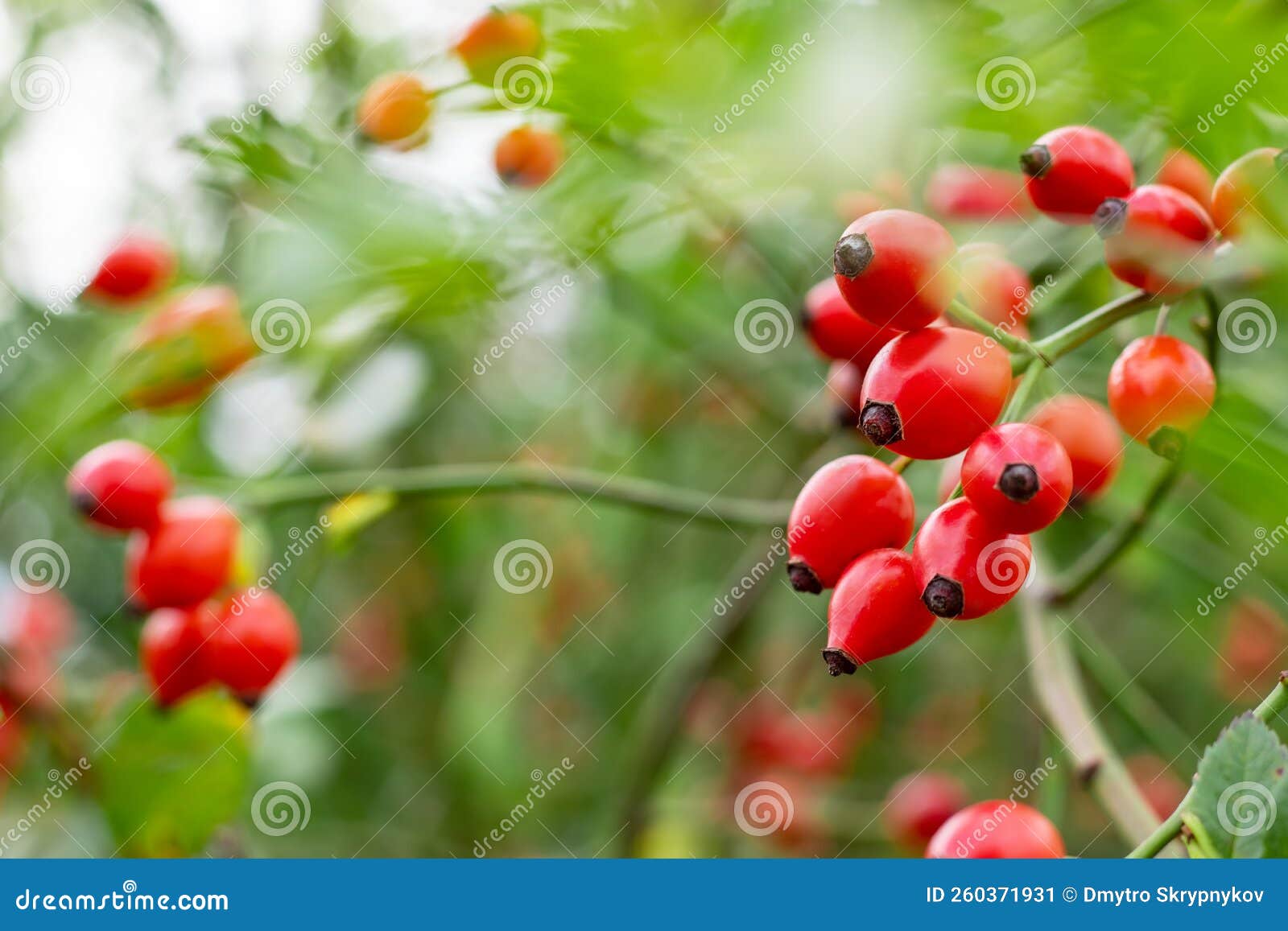 Branches of Ripe Rose Hips in the Garden Stock Image - Image of bunch ...