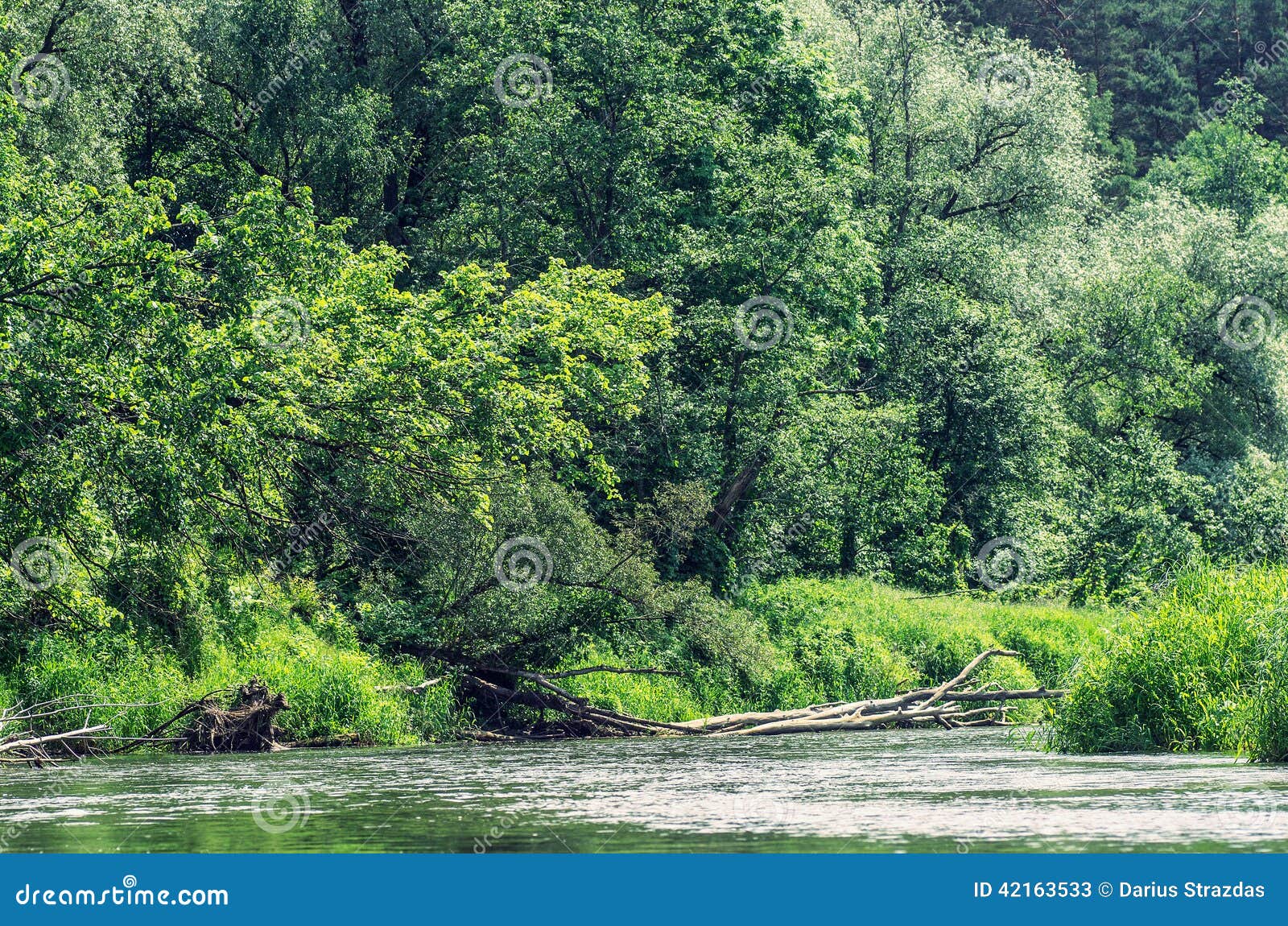 Branches in the river stock image. Image of water, green - 42163533