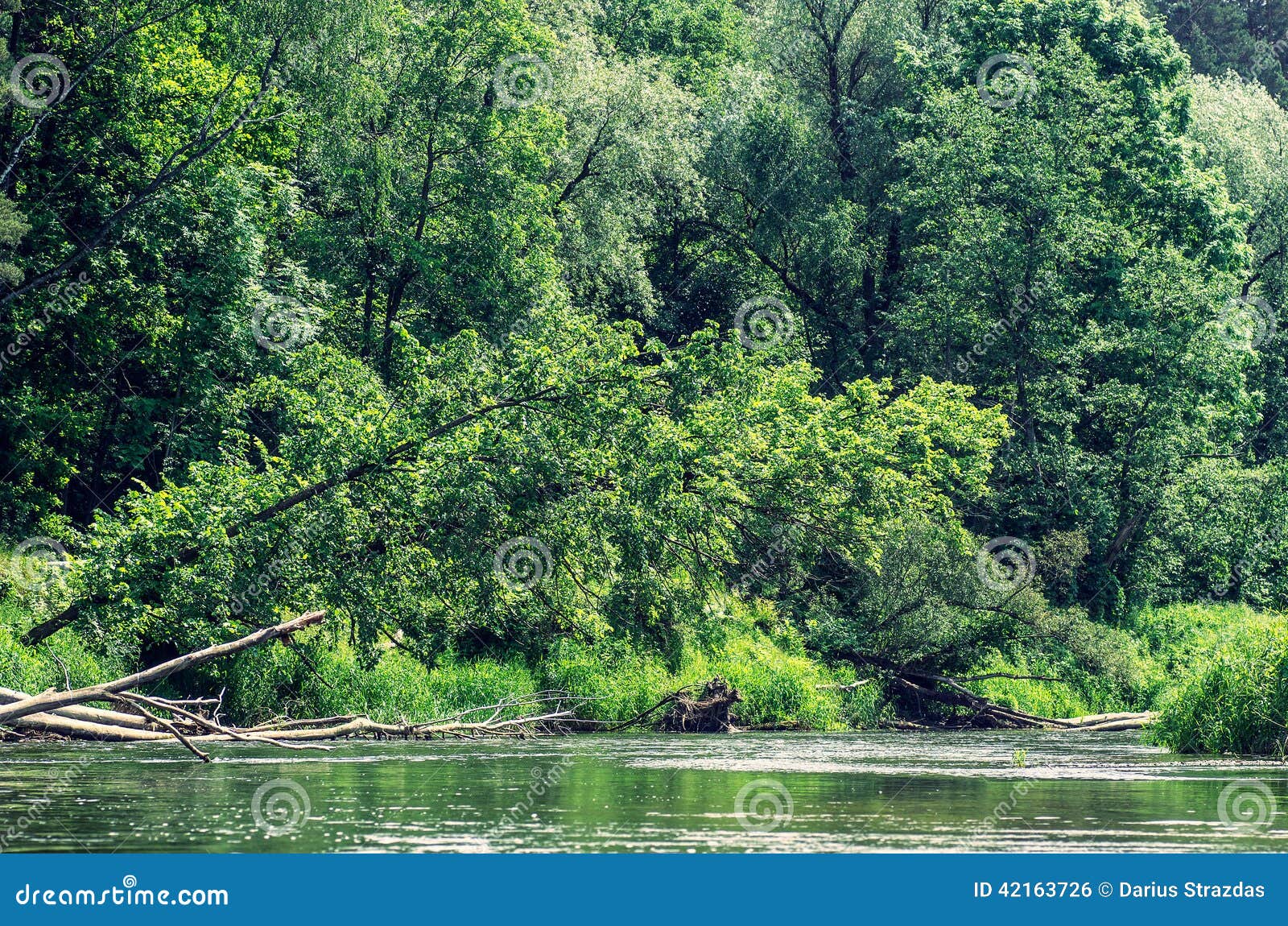 Branches in the river stock photo. Image of biome, stream - 42163726