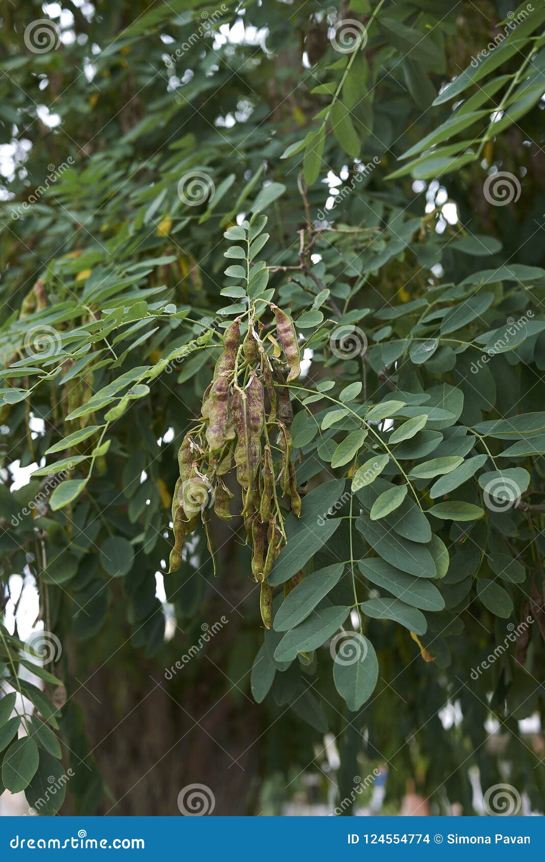 Leaves and Fruit of Robinia Pseudoacacia Tree Stock Photo - Image of ...