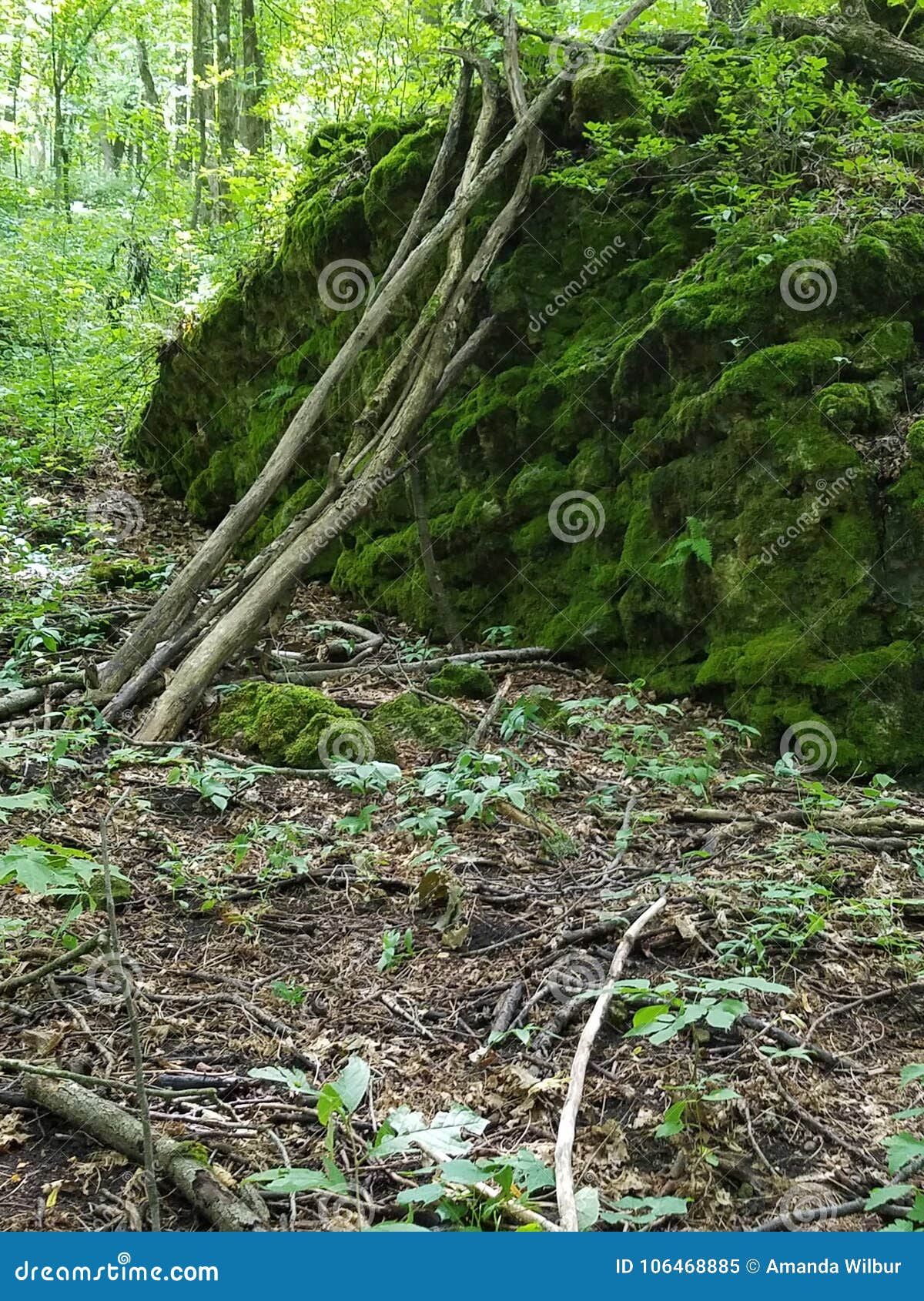 Branches on the Rock stock image. Image of rock, woods - 106468885