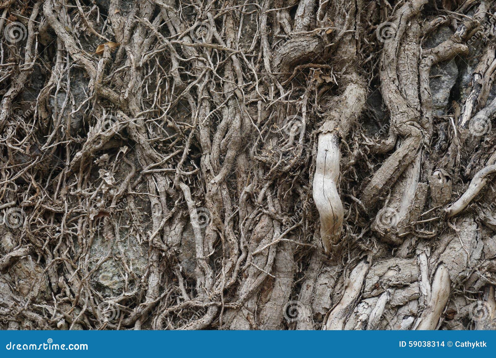 Branches or roots. stock photo. Image of bush, plants - 59038314