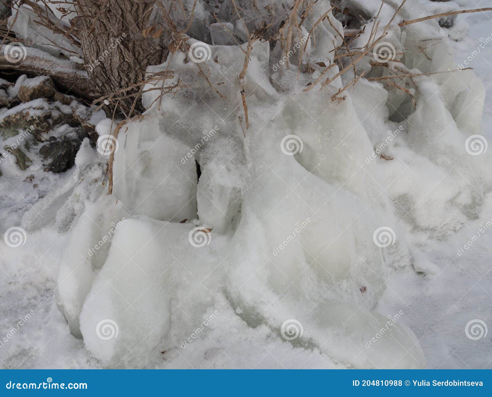 Branches and Roots of the Plant are Covered with Ice and Snow Stock ...