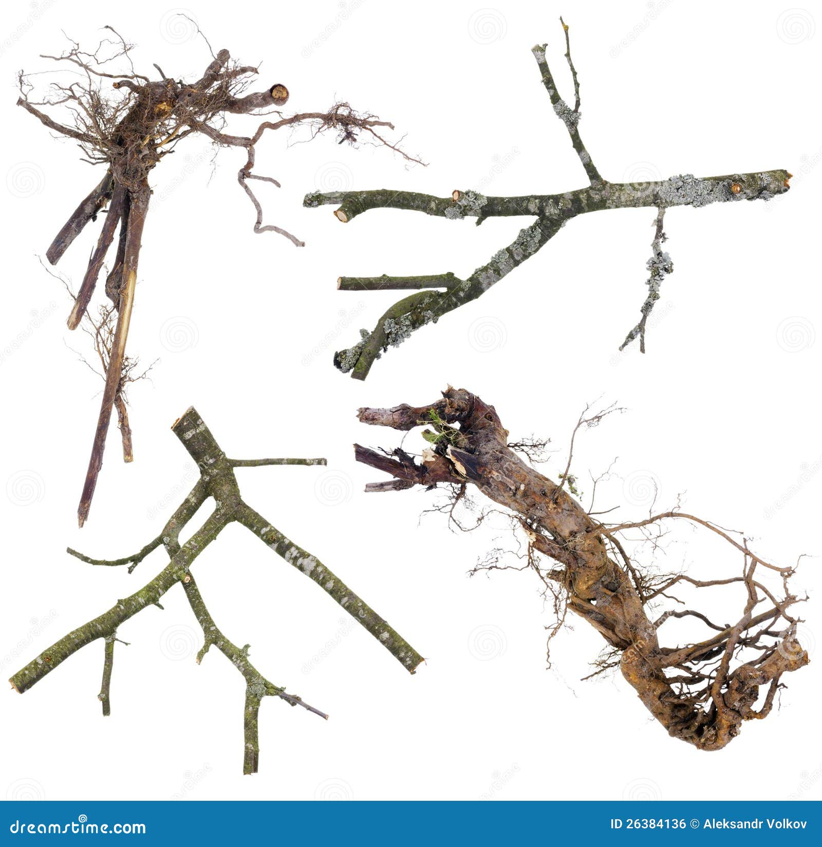 Branches and Roots Set for Halloween Stock Photo - Image of enviroment ...