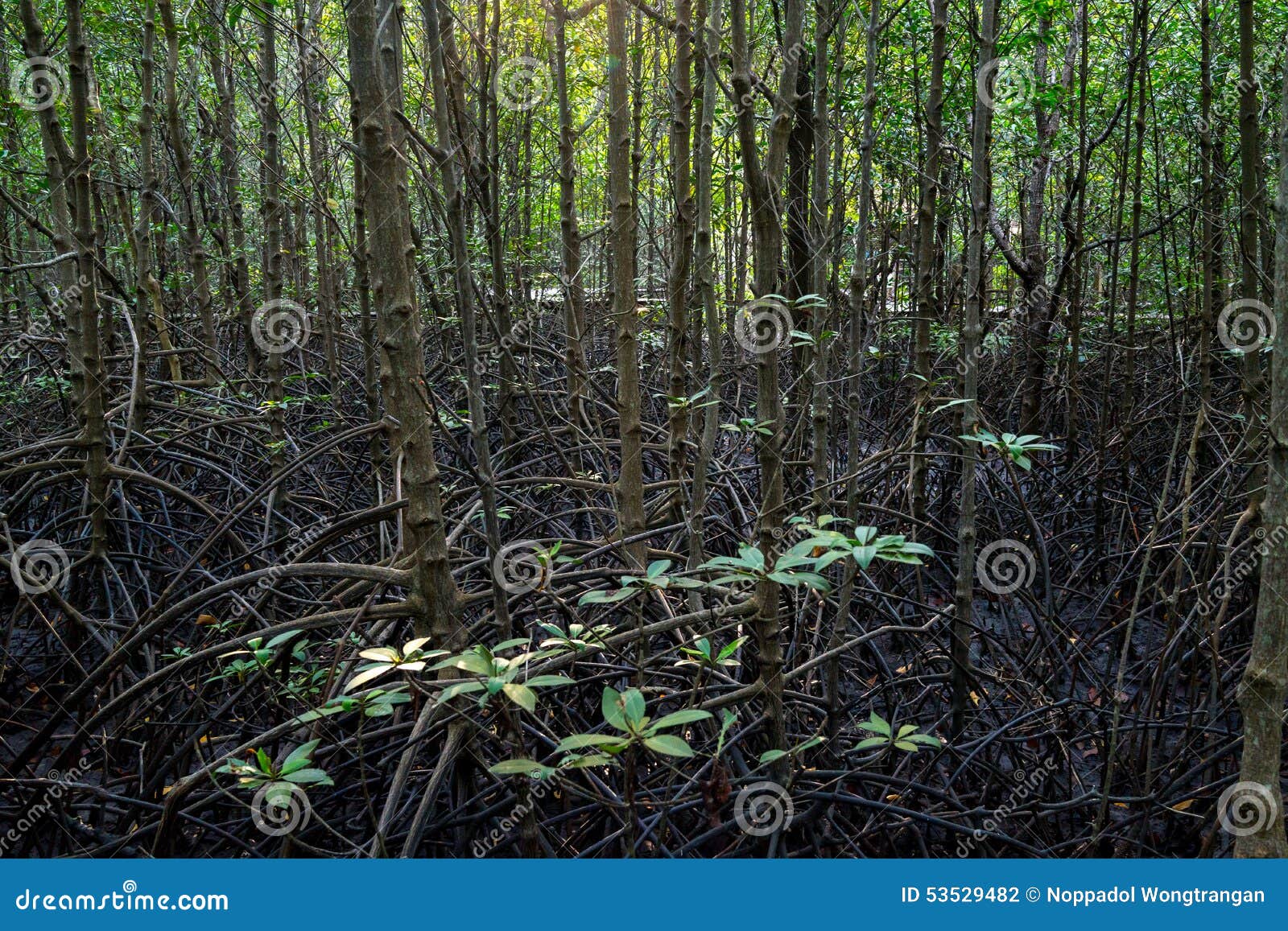 Branches and Roots of Trees in the Mangrove Forest Stock Photo - Image ...