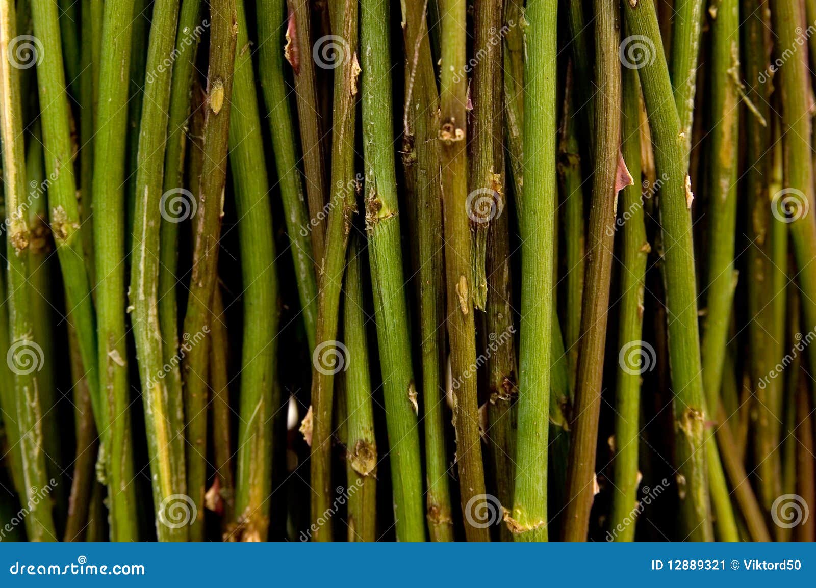 Branches of the rose stock image. Image of texture, close - 12889321