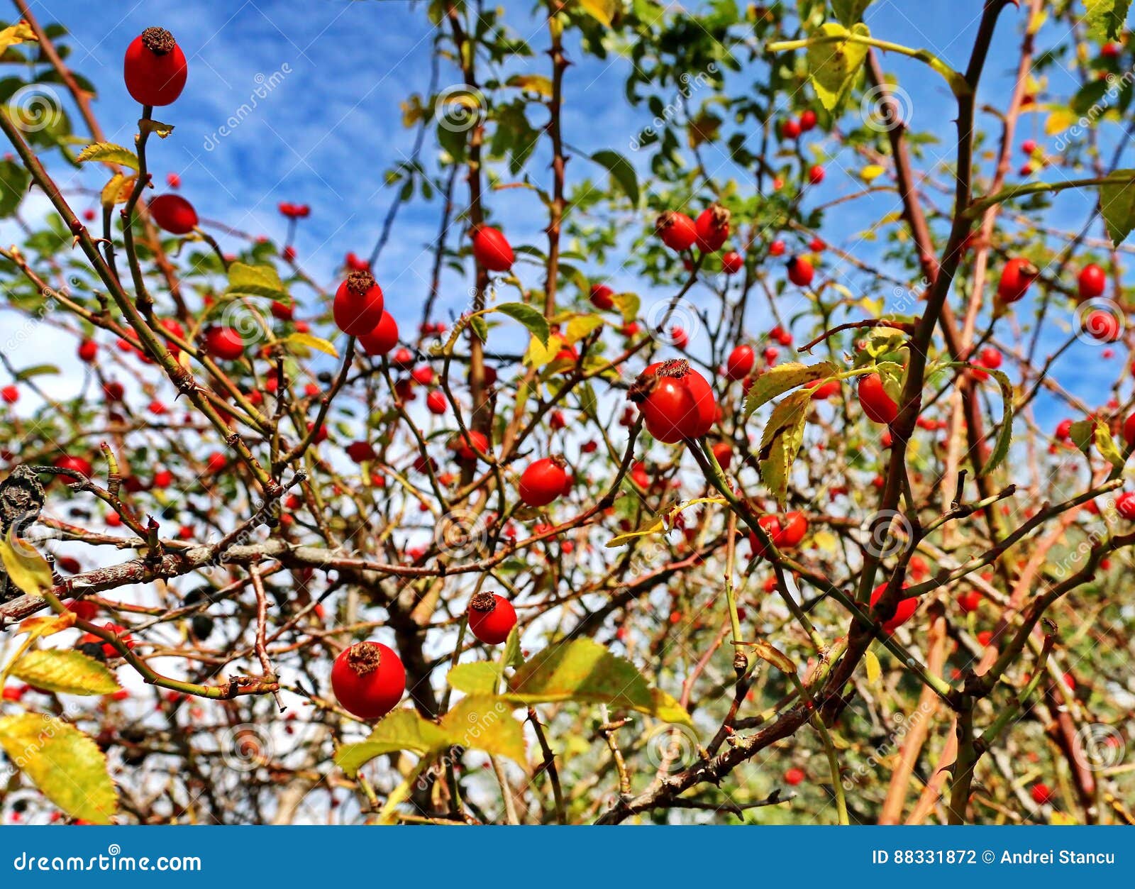 Branches of rose hip stock photo. Image of branch, medicine - 88331872