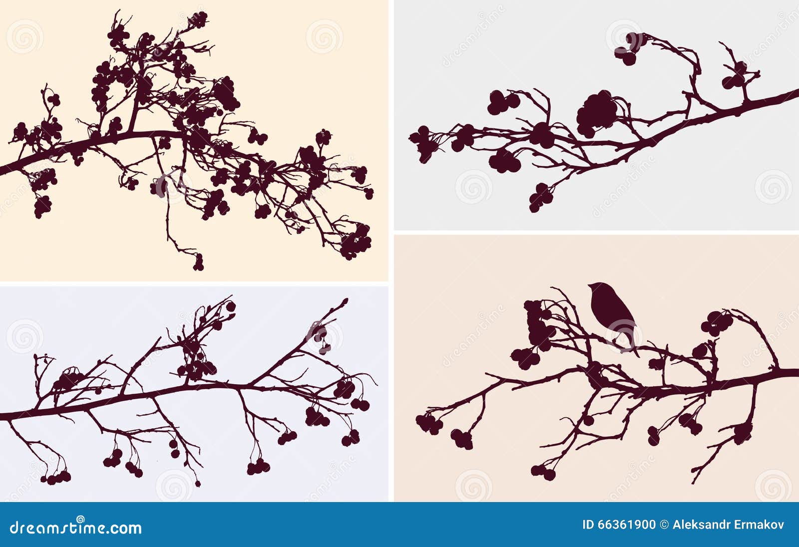 Branches of rowan tree stock vector. Illustration of sparrow - 66361900
