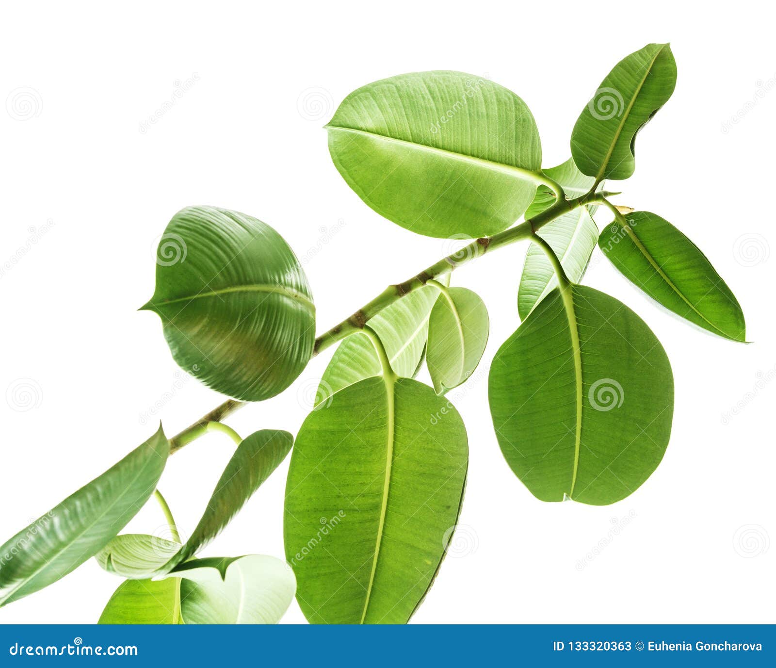 Branches of a Rubber Tree Bottom View on White Background, Large ...