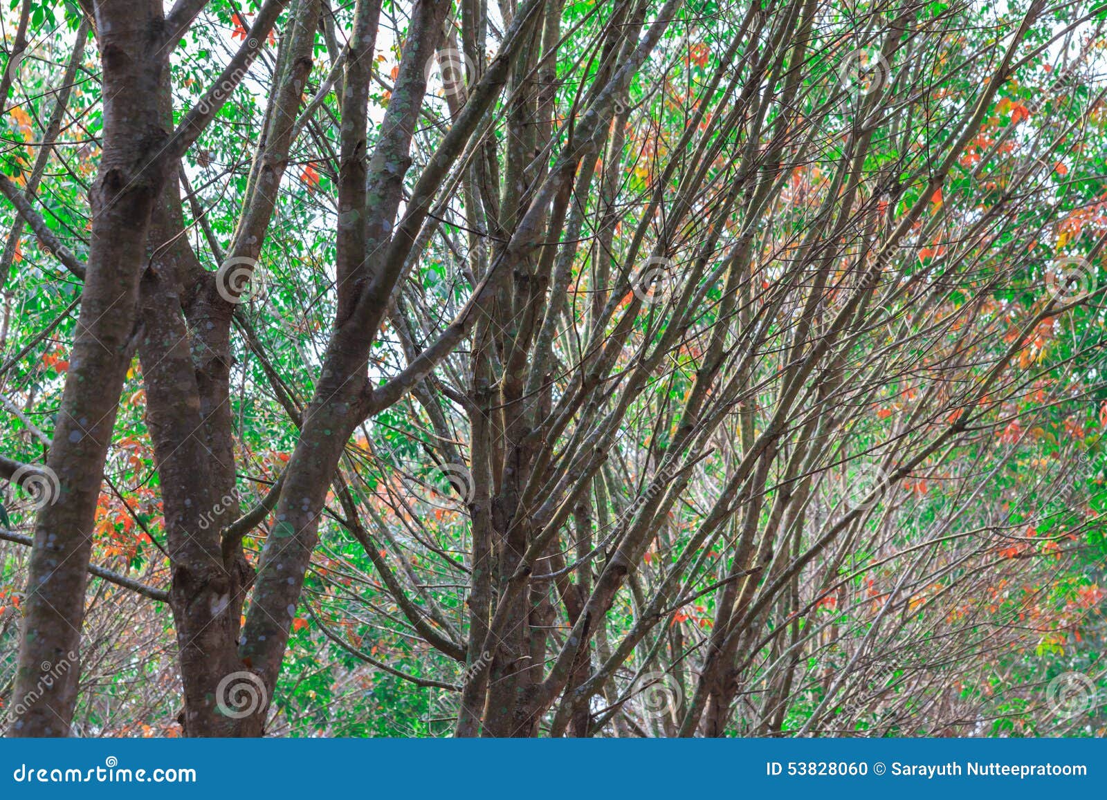 Branches of the Rubber Tree in Rubber Plantation Stock Photo - Image of ...