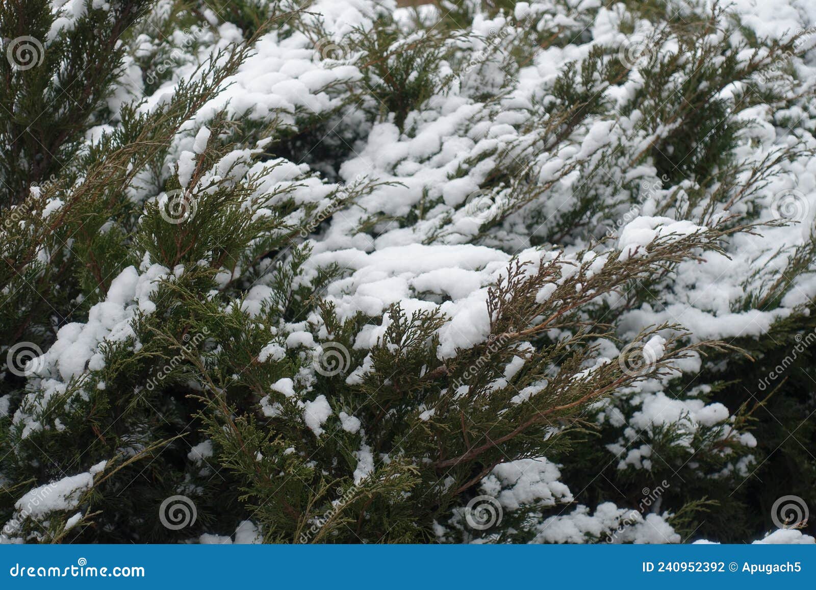 Branches of Savin Juniper Covered with Snow Stock Photo - Image of ...