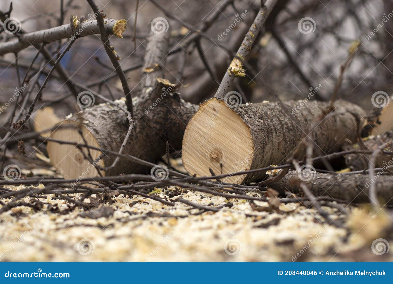 Branches and Sawdust of Felled Trees Stock Photo - Image of nature ...