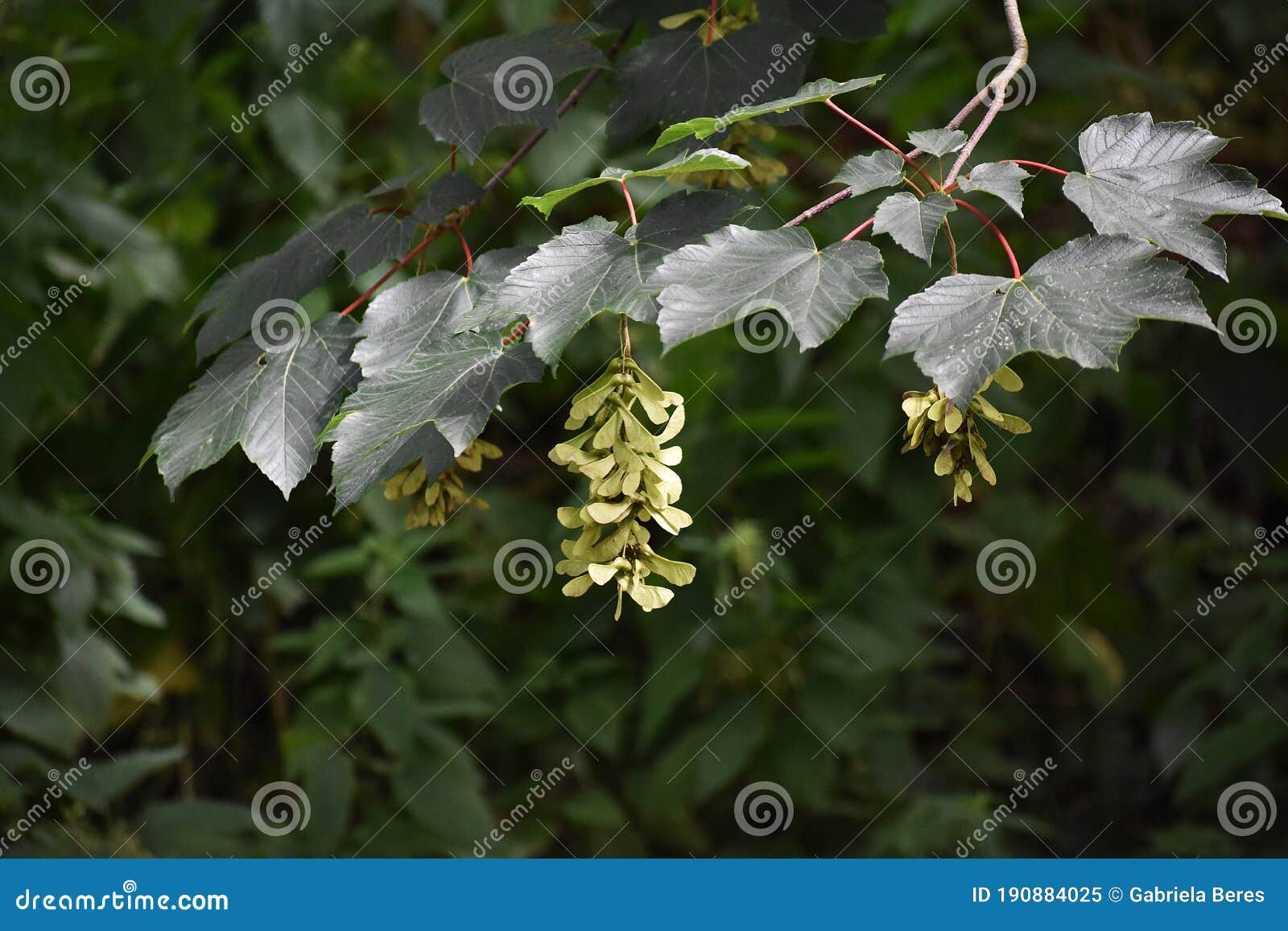 Branches with Seeds of Acer Pseudoplatanus Tree. Stock Image - Image of ...