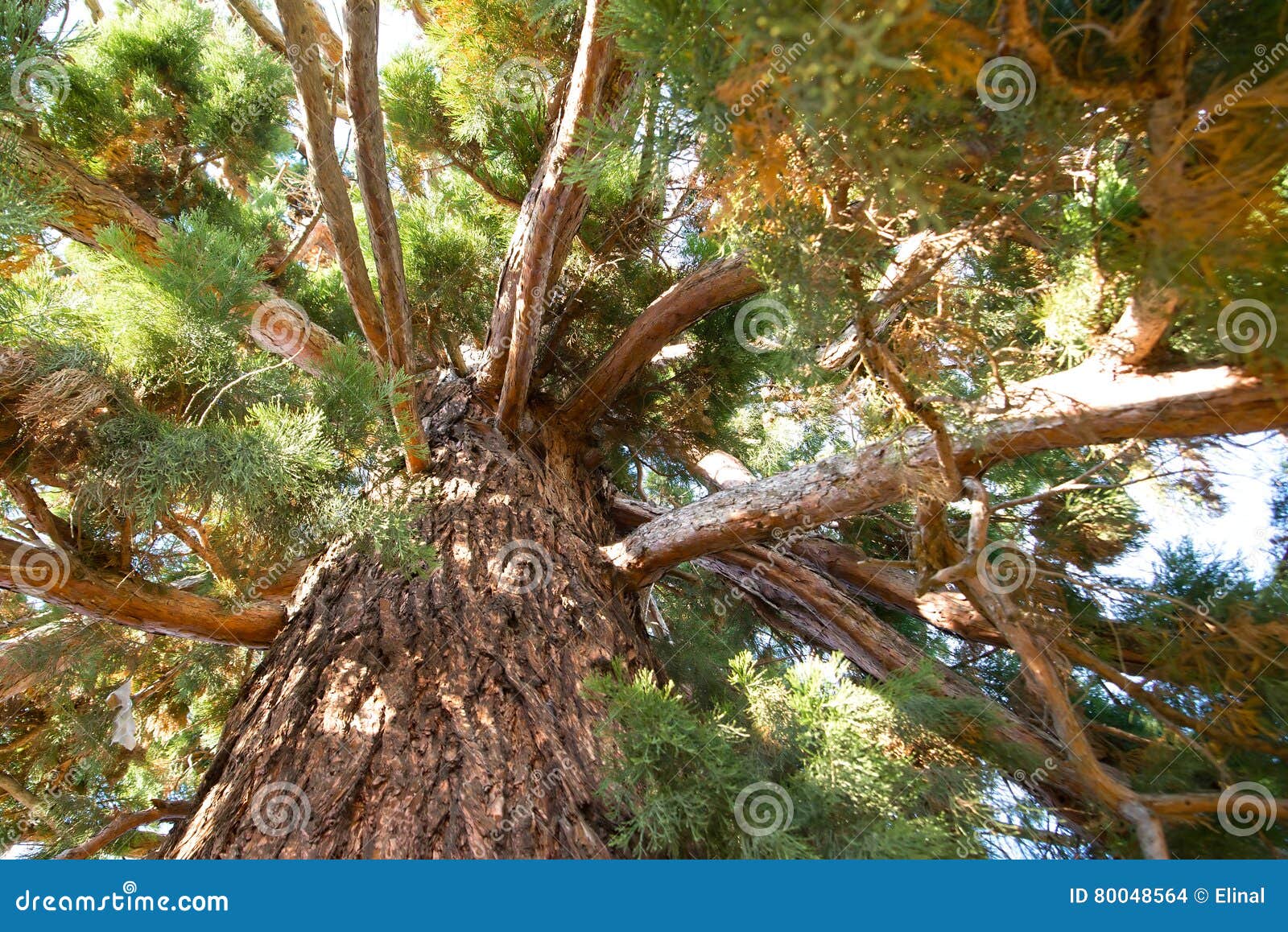Branches of Sequoia, Giant Tree, Forest, Forest Stock Photo - Image of ...