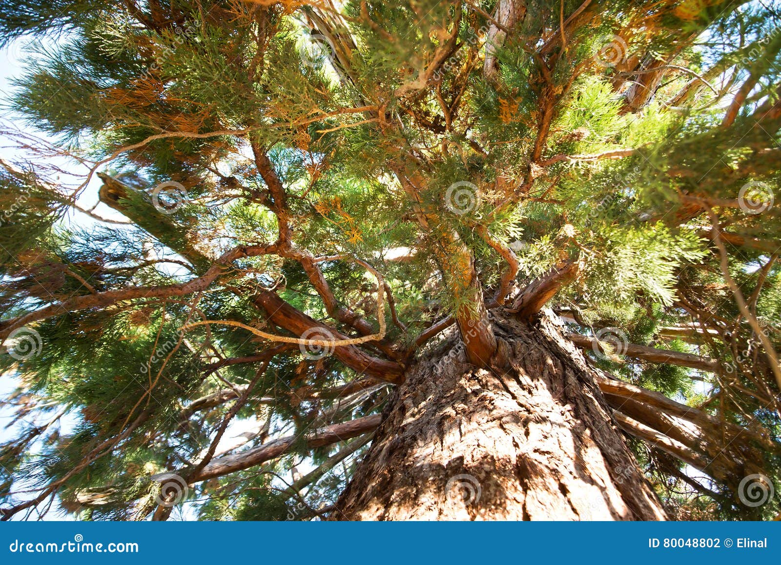 Branches of Sequoia, Giant Tree, Forest, Forest Stock Photo - Image of ...