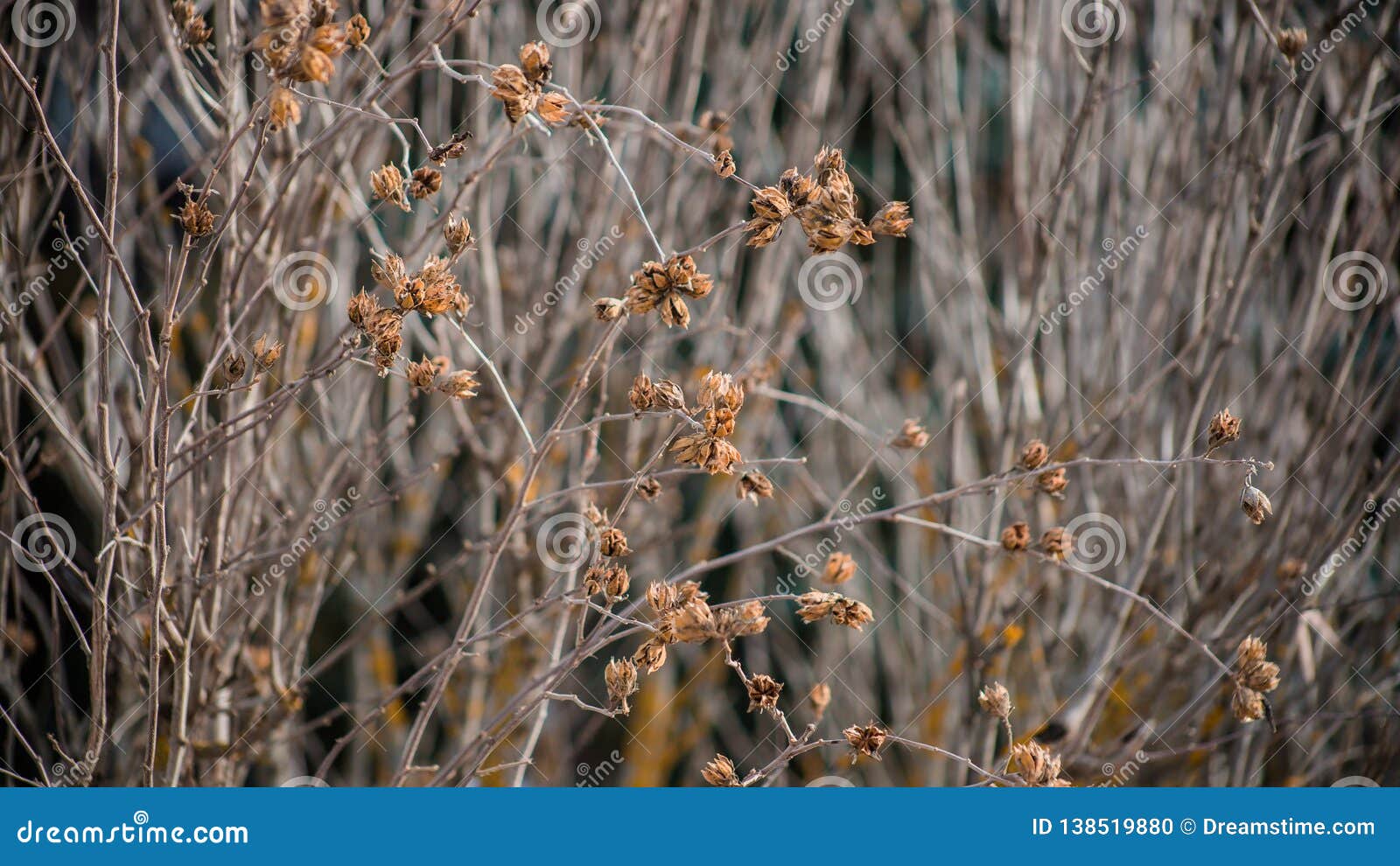 Branches Of Shrubs And Trees. Curly, Withered Sticks. Texture ...
