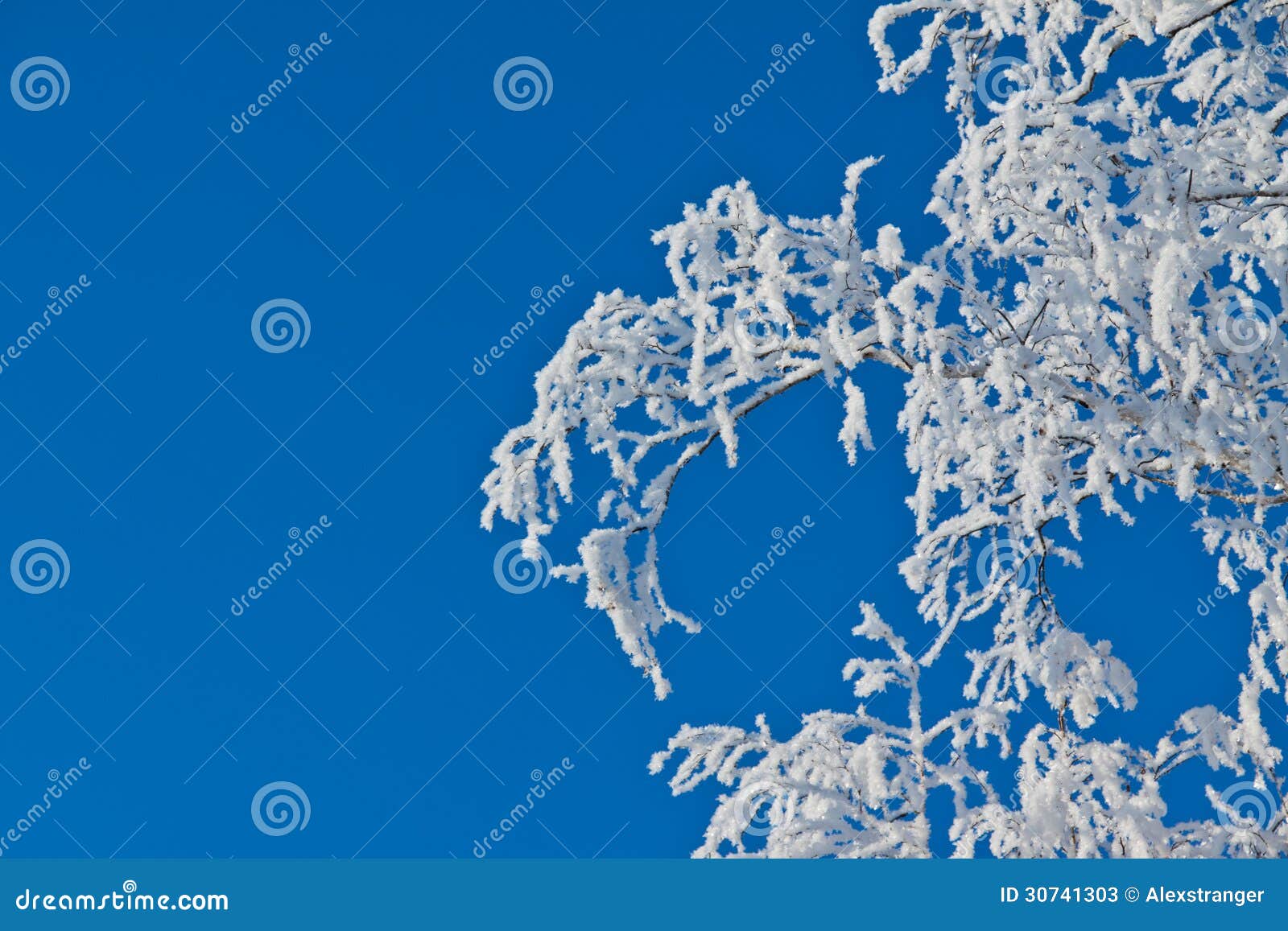 Branches in silver stock image. Image of open, dreams - 30741303