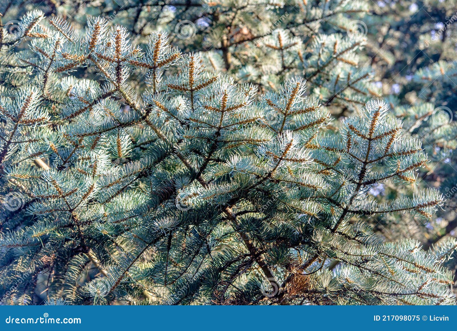 Branches of a Silver Spruce Stock Image - Image of plant, coniferous ...
