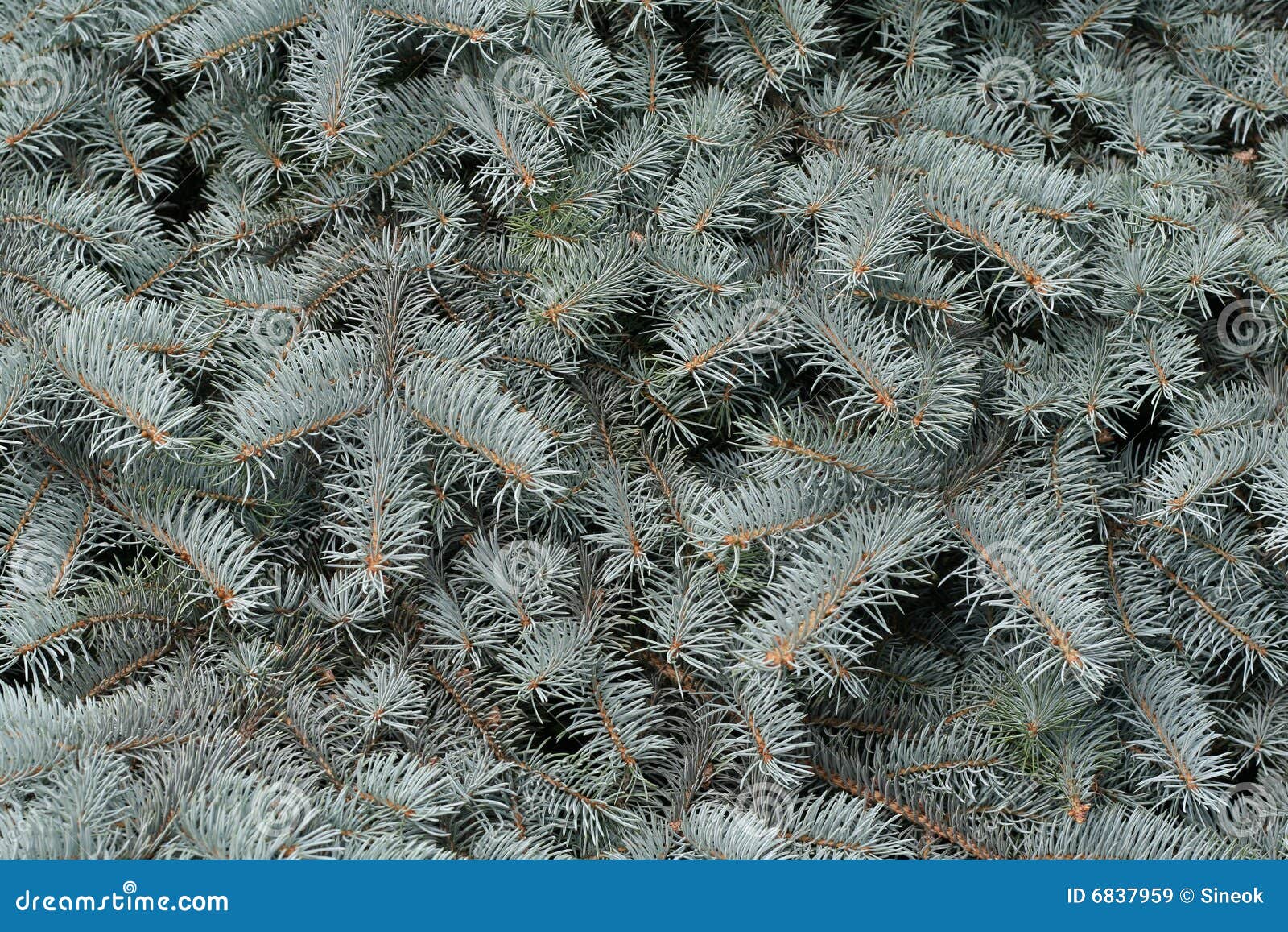 Branches of a Silvery Fur-tree Stock Image - Image of needle, evergreen ...