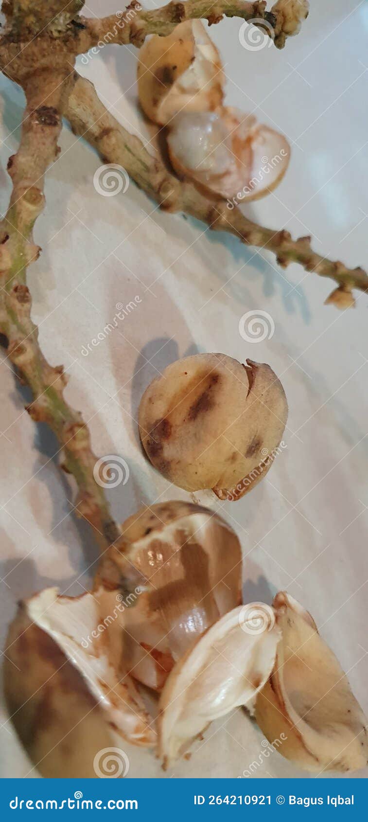 Branches and Skins of Langsat Fruit Stock Image - Image of wood, tree ...