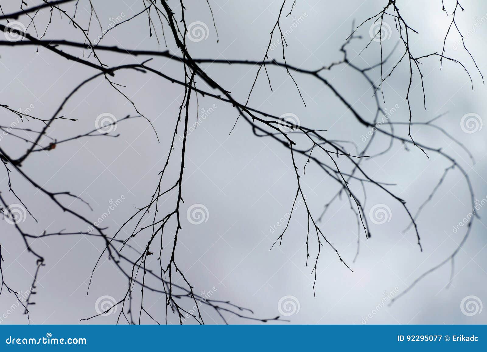 Branches in the sky stock image. Image of contrast, clouds - 92295077