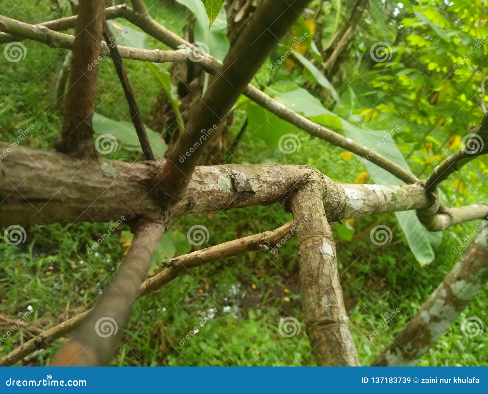 Branches stock image. Image of grow, tress, small, branches - 137183739