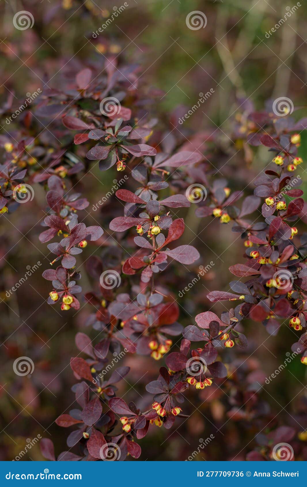 Branches with Small Dark Red Leaves and Yellow Flowers Stock Photo ...