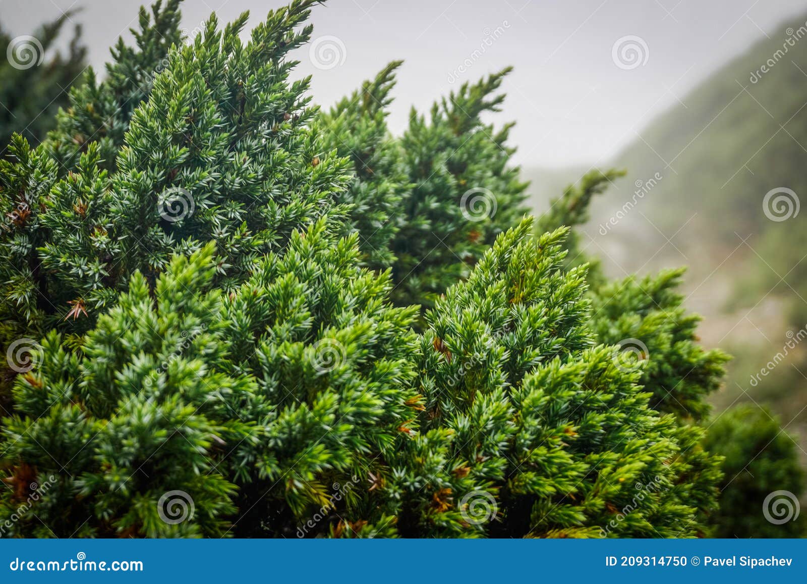 Branches of Small Fir Trees on the Top of the Mountain Stock Photo ...