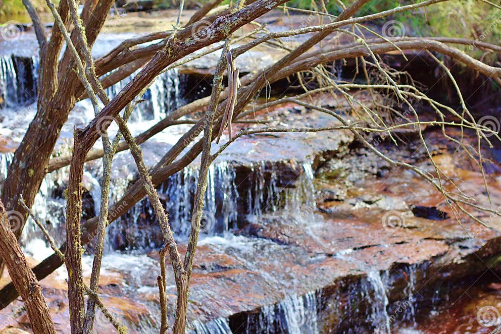 Branches of a Small Tree and a Waterfall Behind. Stock Image - Image of ...