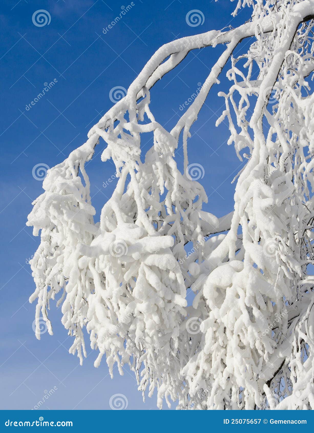 Branches with snow stock image. Image of weather, horizontal - 25075657