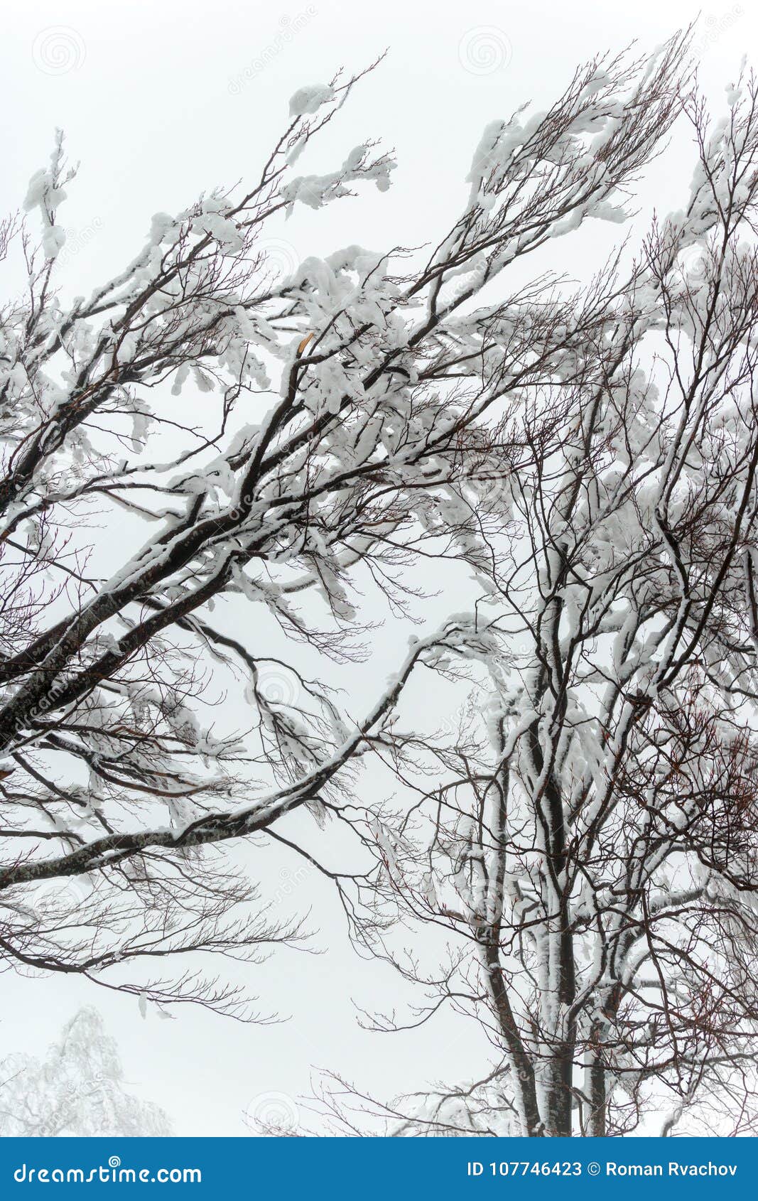 Branches of a Snow-covered, Icy Tree. Stock Image - Image of season ...