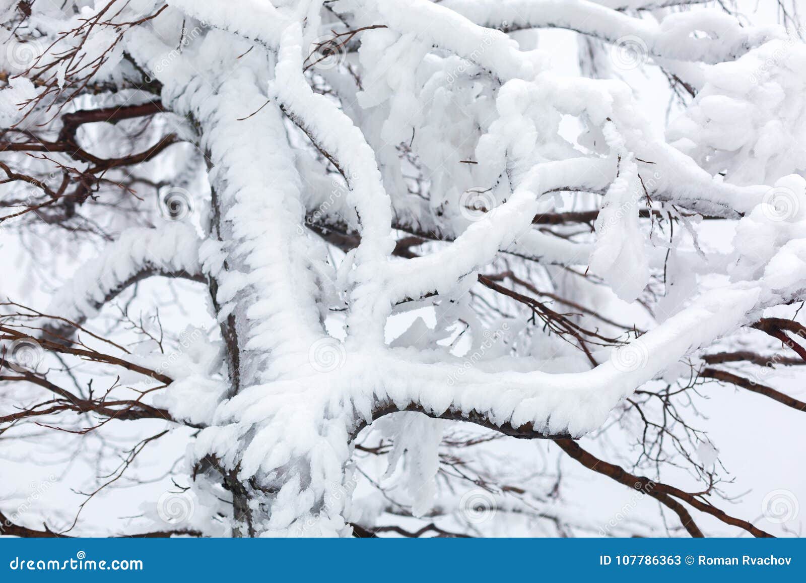 Branches of a Snow-covered, Icy Tree. Stock Image - Image of parkway ...