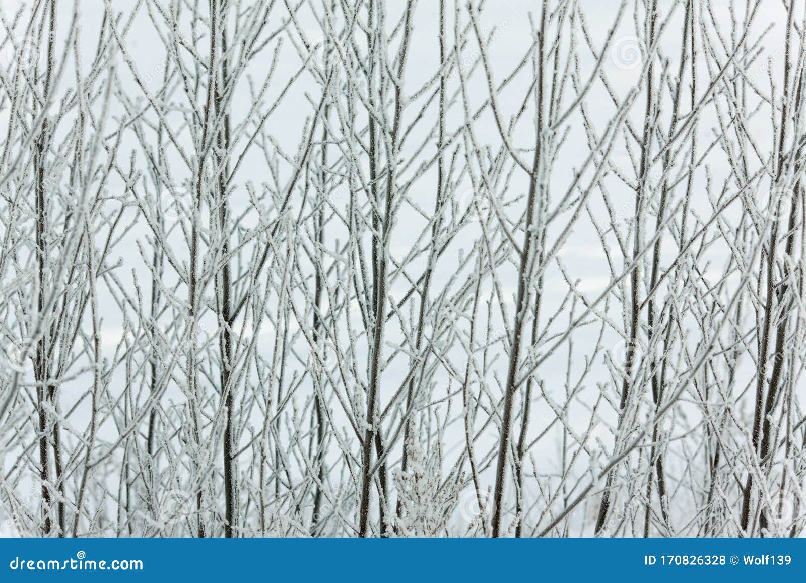 The branches in the snow stock photo. Image of winter - 170826328