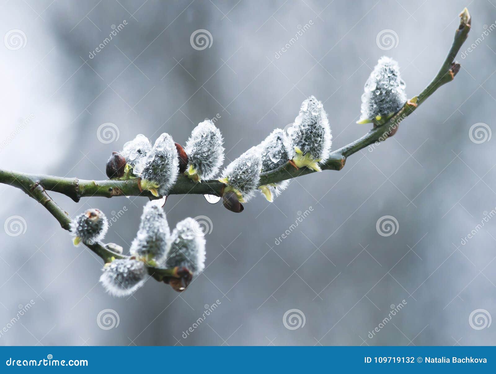 Branches Soft Fluffy Willow Buds Covered with Rain Drops Blooming in ...