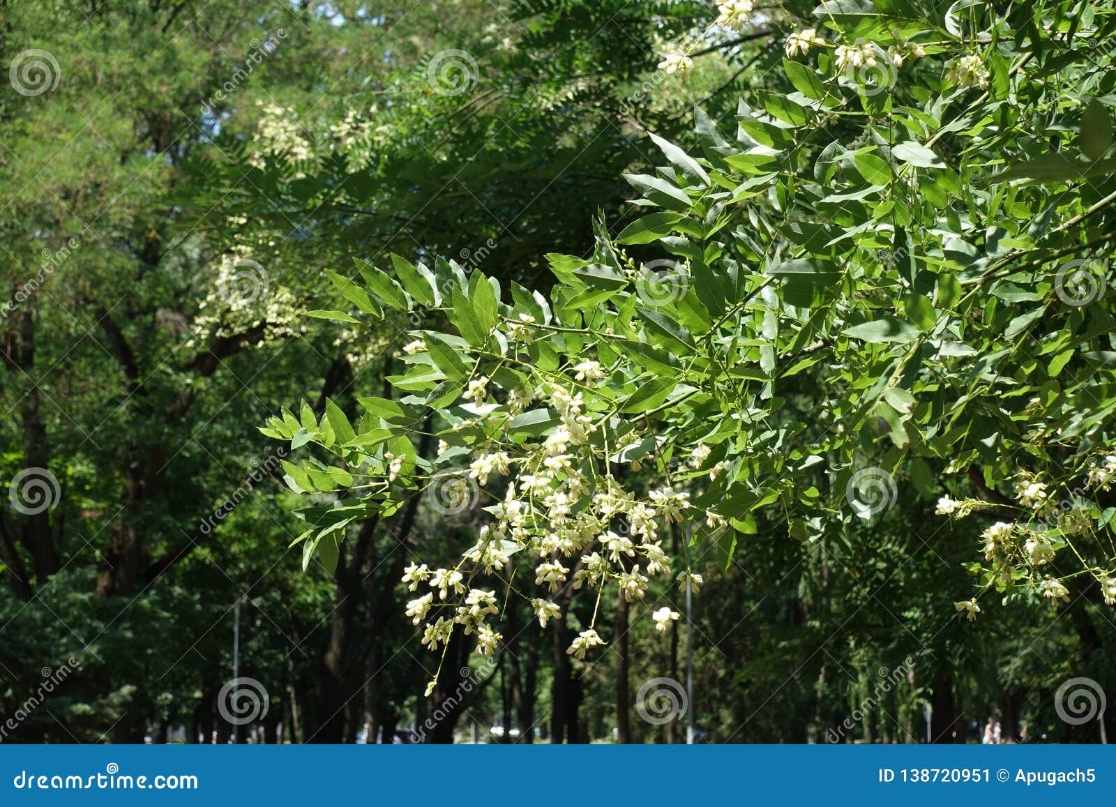 Sophora Japonica Tree. Tree Leaves. Acacia. Sophora Japonica Flowers ...