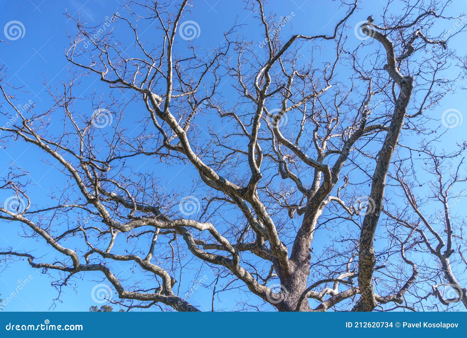 Branches of a Sprawling Tree Against the Sky Stock Photo - Image of ...