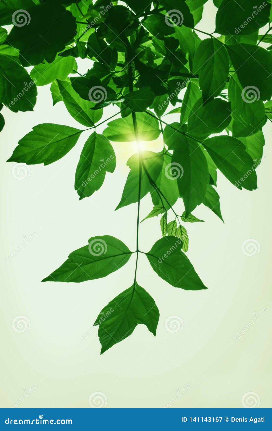 Branches of Spring Maple Tree with Green Leaves in Sunlight. Nature ...