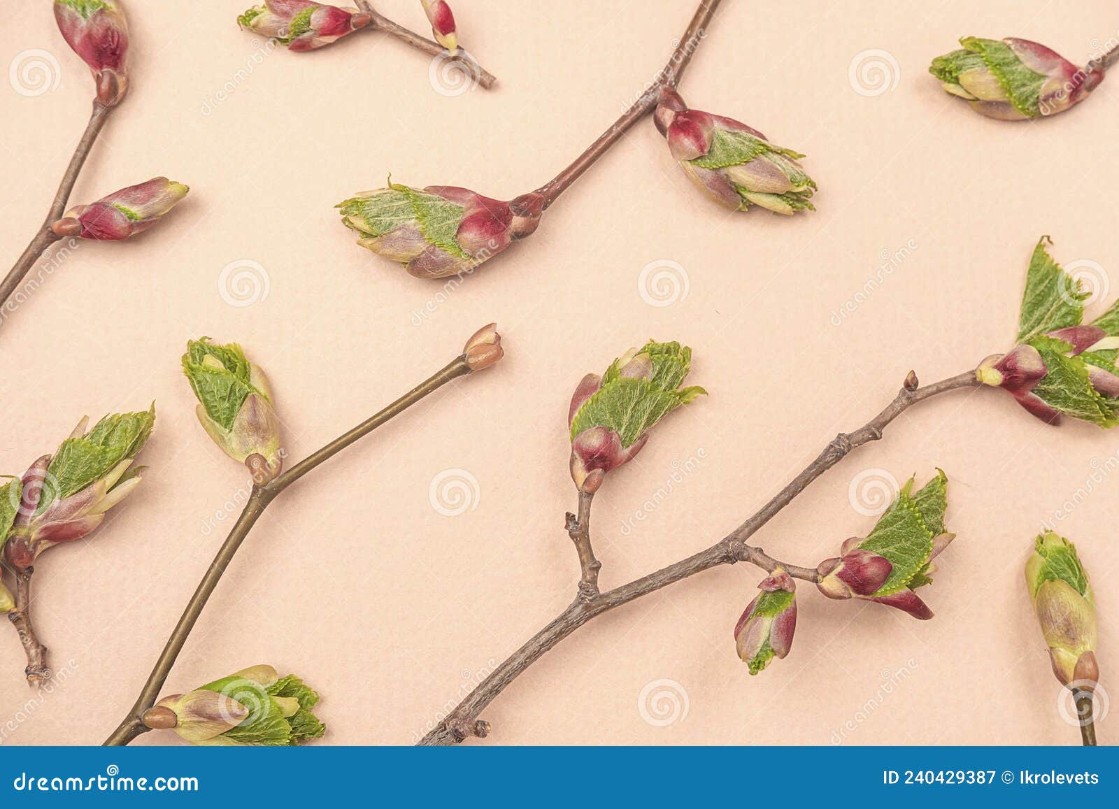 Branches with Spring Tree Buds and Young Leaves on Beige Background ...