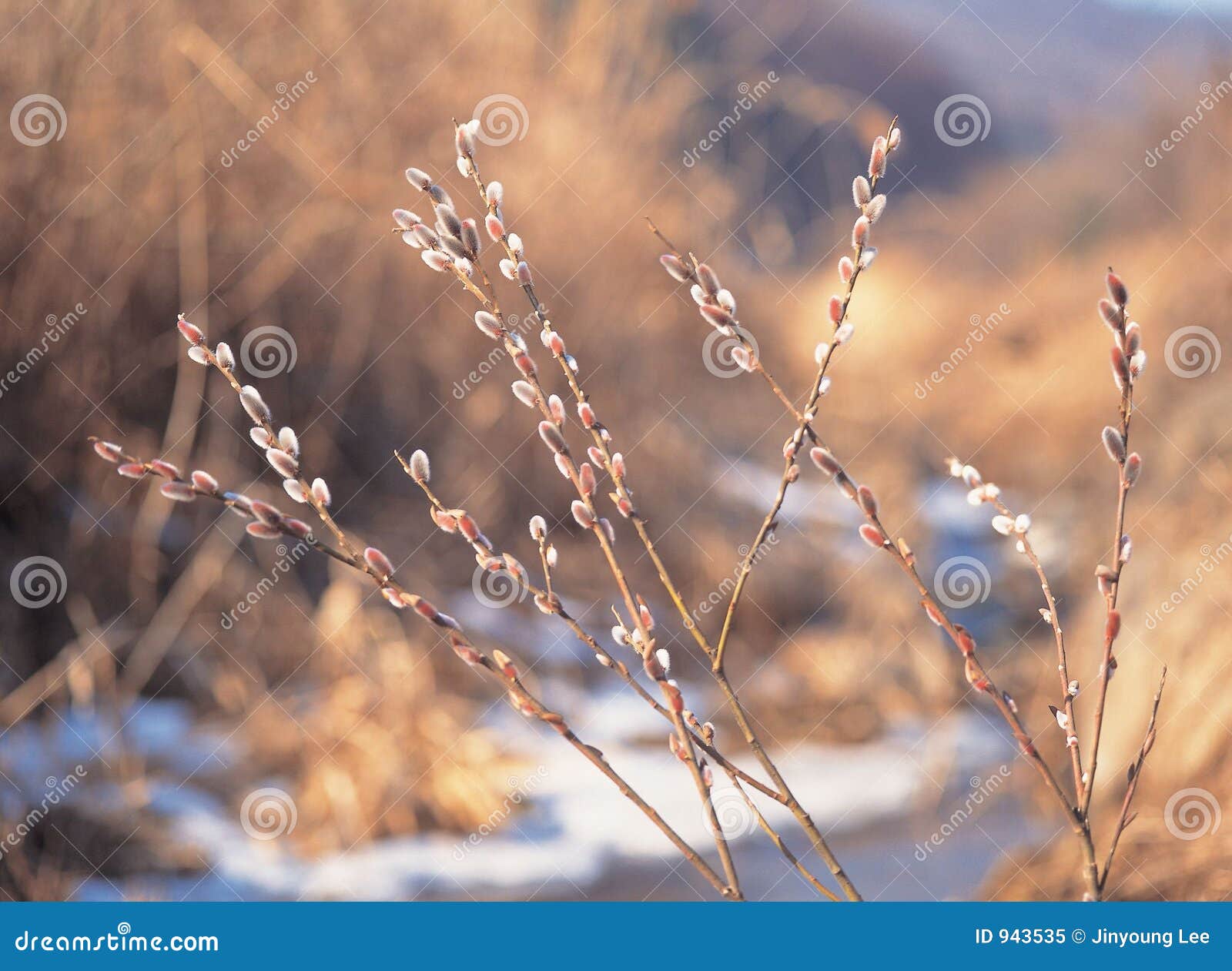 Branches with Sprout stock image. Image of cane, branch - 943535