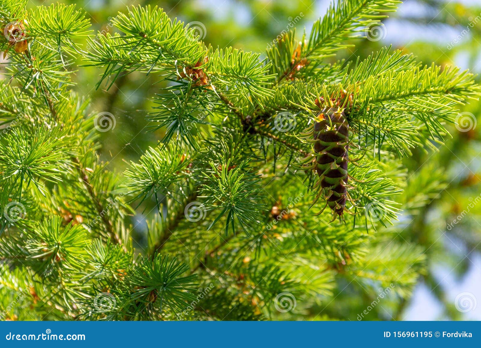 Coniferous Needles and Young Cones Spruce. Stock Image - Image of ...