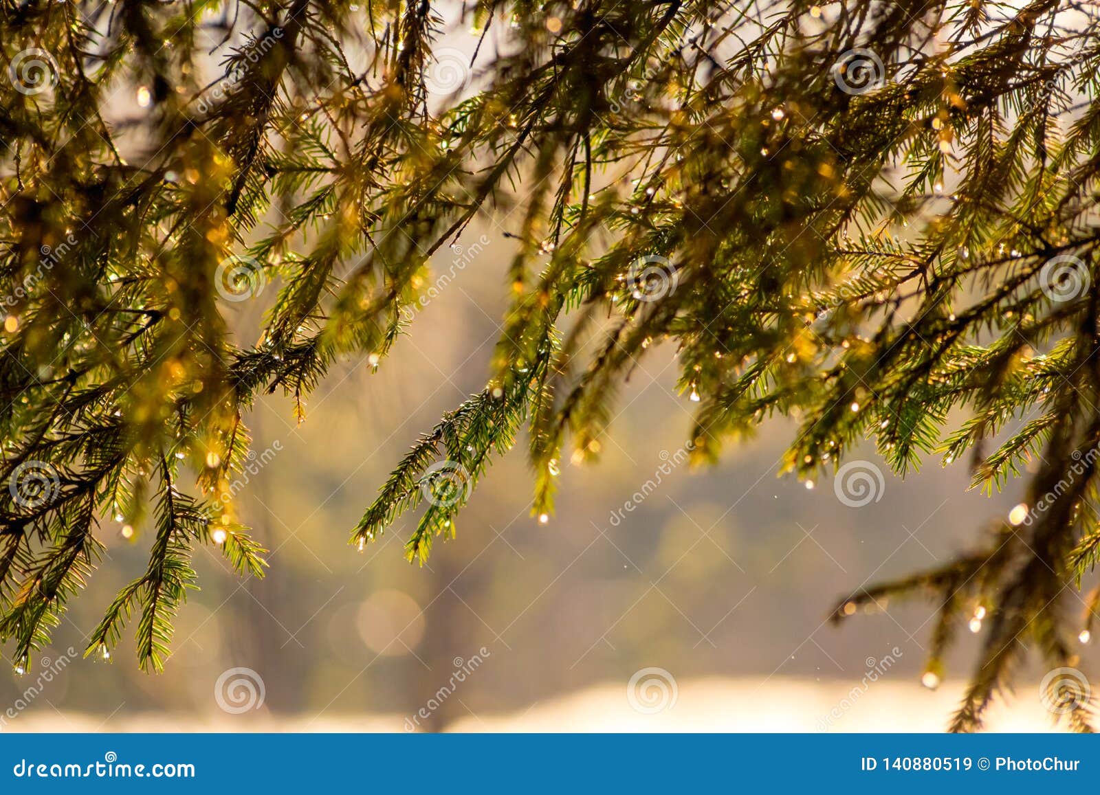 Branches of Spruce Lighted by Bright Sun Stock Image - Image of blurred ...