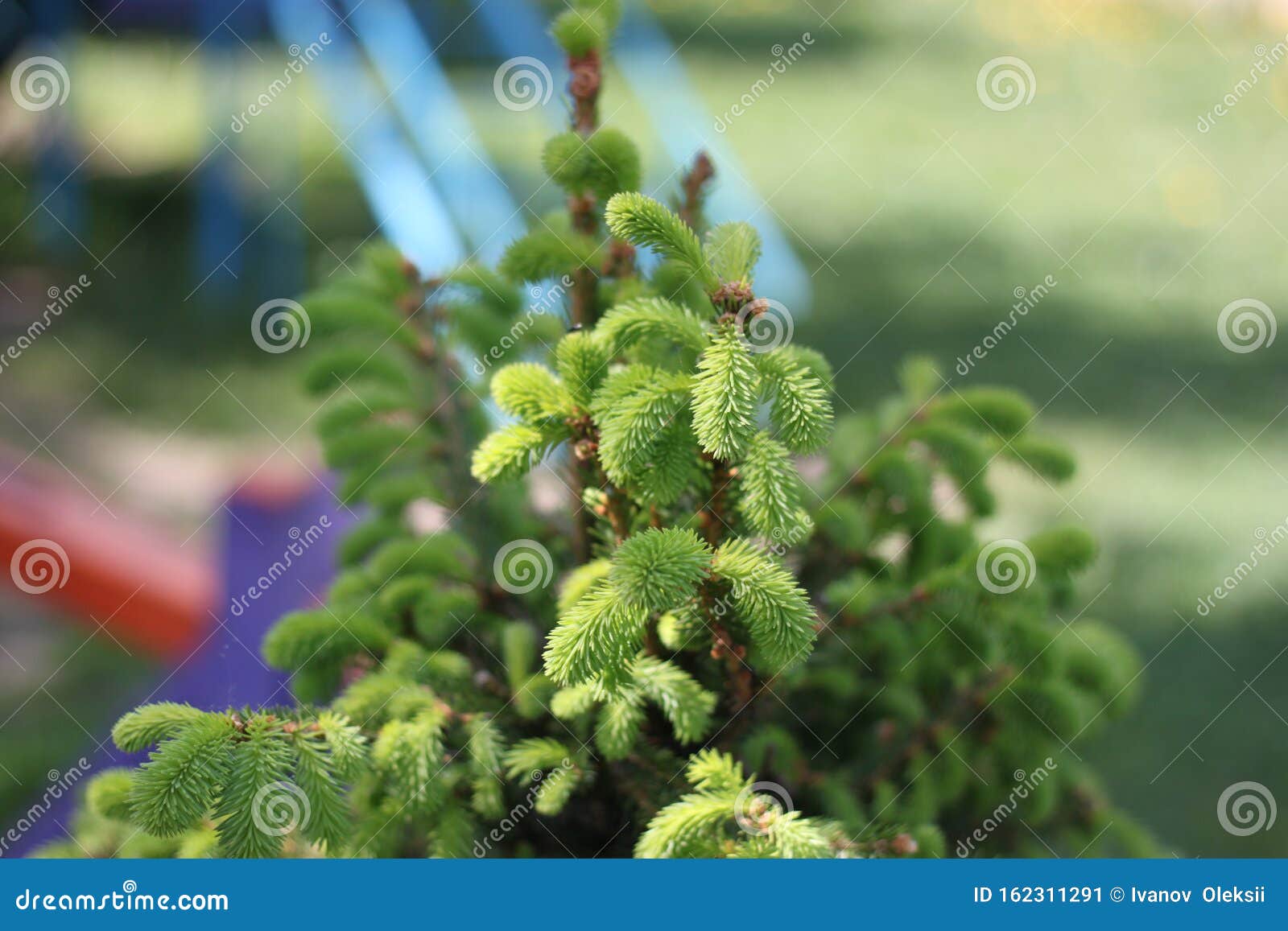 Branches, and Spruce and Pine Trees, a Beautiful Background Stock Image ...