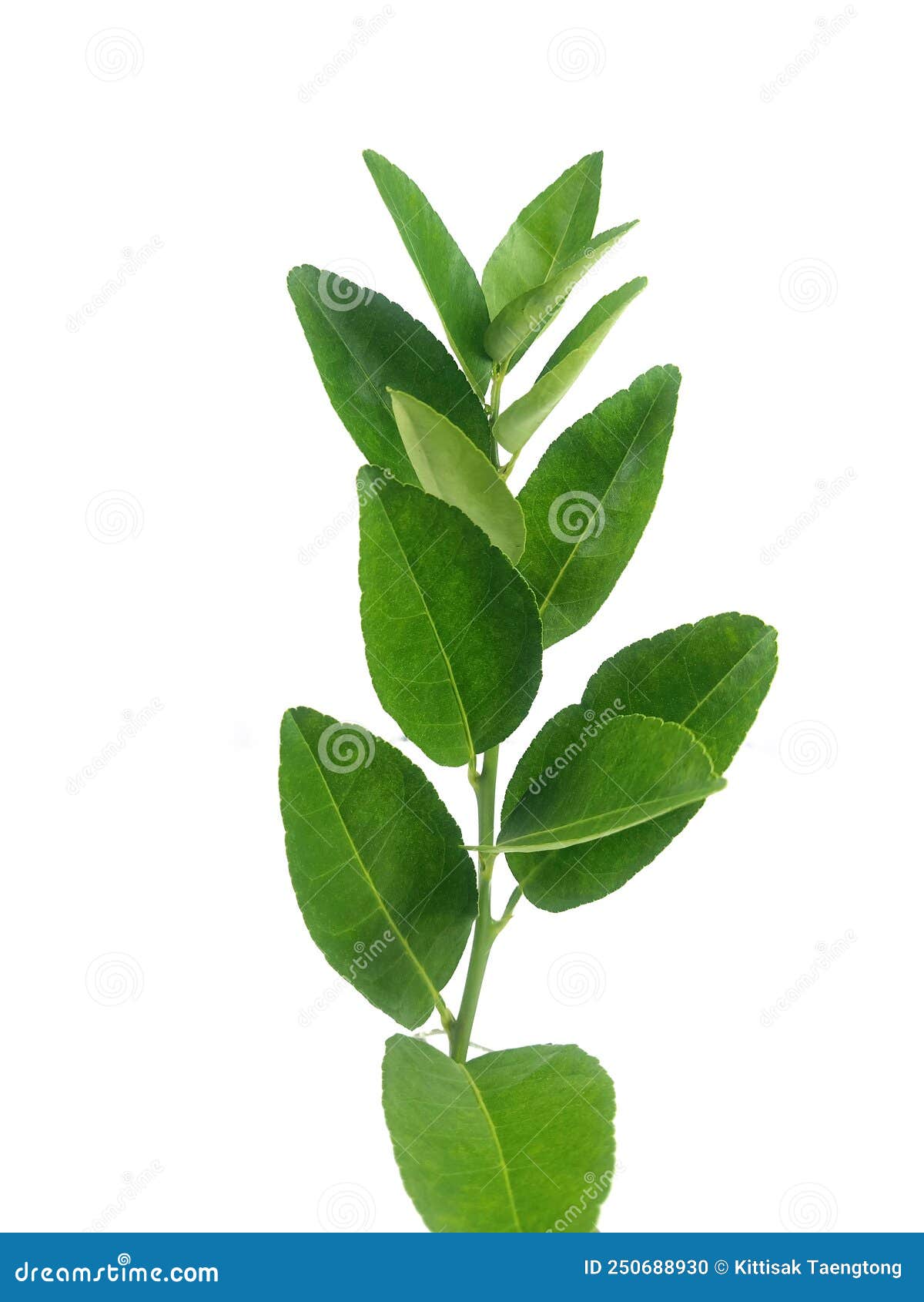Branches/stems/leaves of the Lemon Tree Stock Photo - Image of macro ...