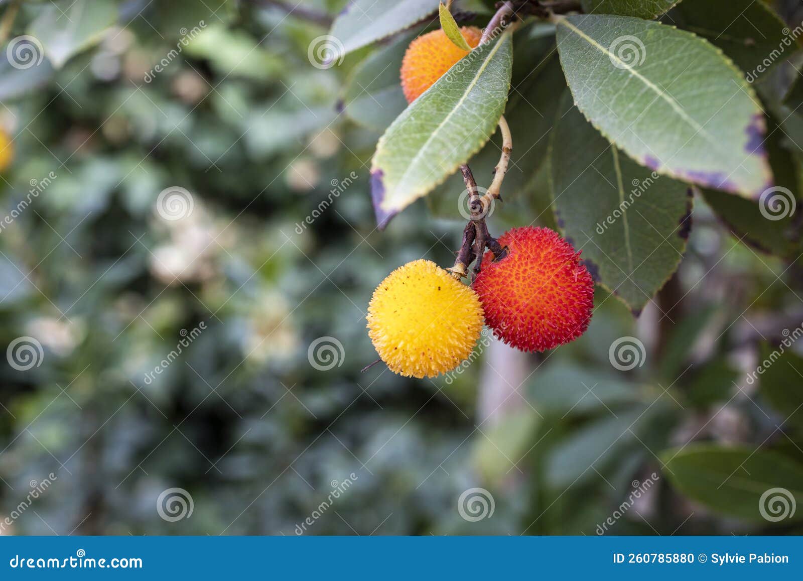 Branches of a Strawberry Tree with Ripe Fruit Stock Photo - Image of ...