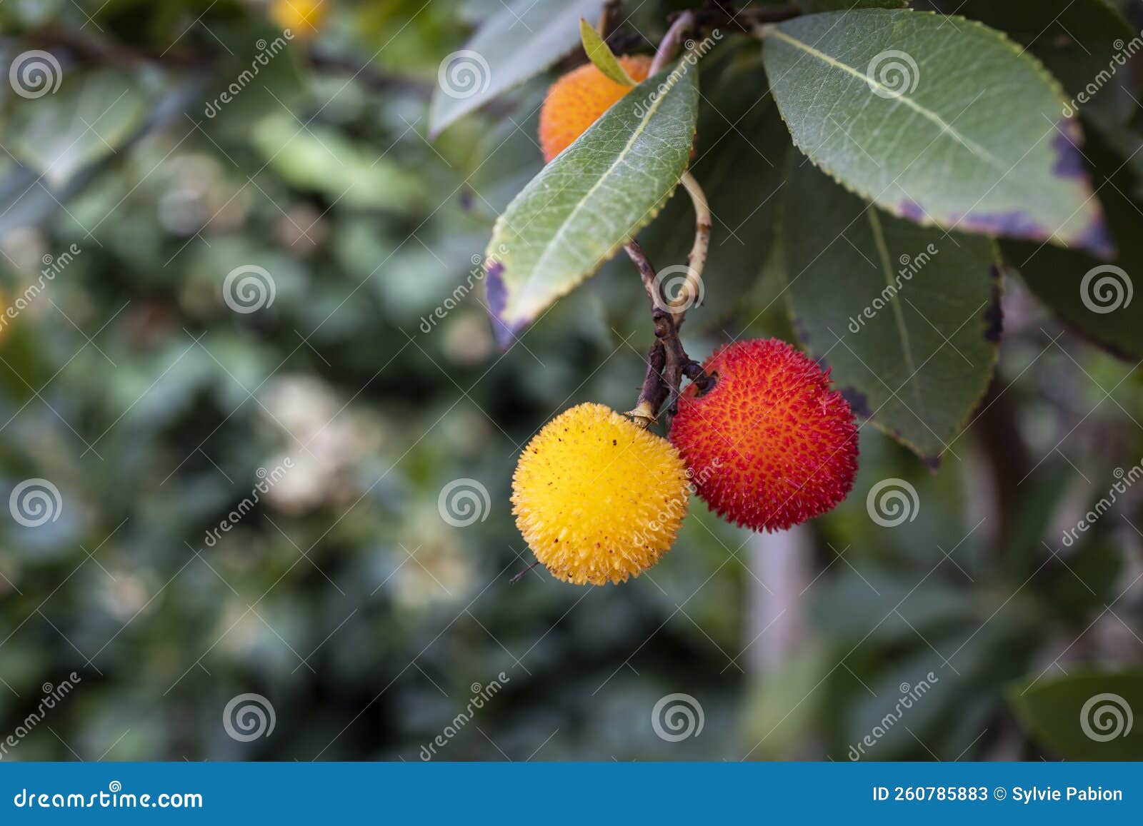 Branches of a Strawberry Tree with Ripe Fruit Stock Image - Image of ...
