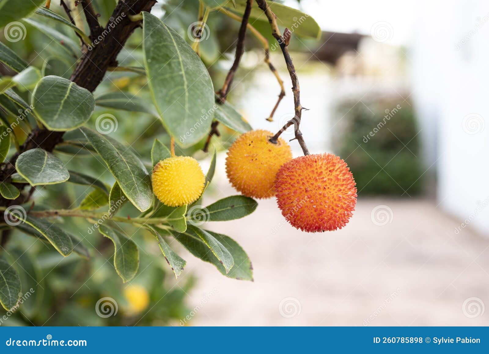 Branches of a Strawberry Tree with Ripe Fruit Stock Photo - Image of ...