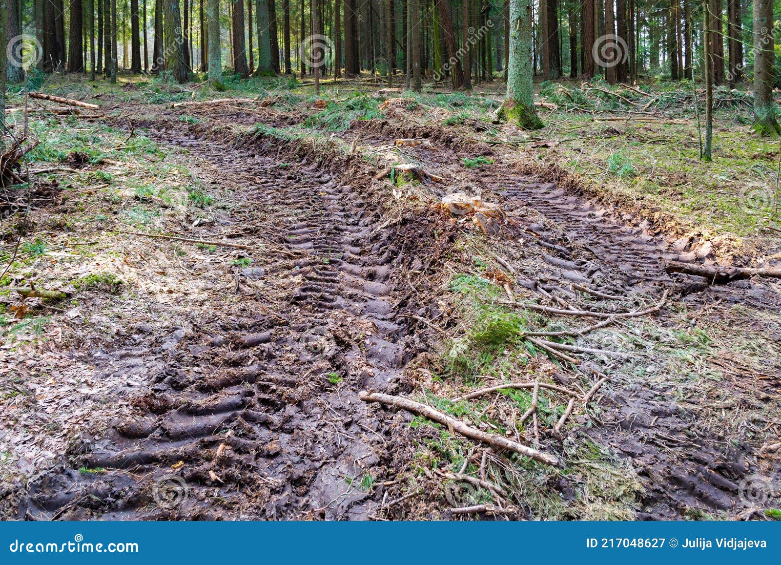 Branches, Stumps and Tire Wheels Trace. Deforestation, Logging, Forest ...