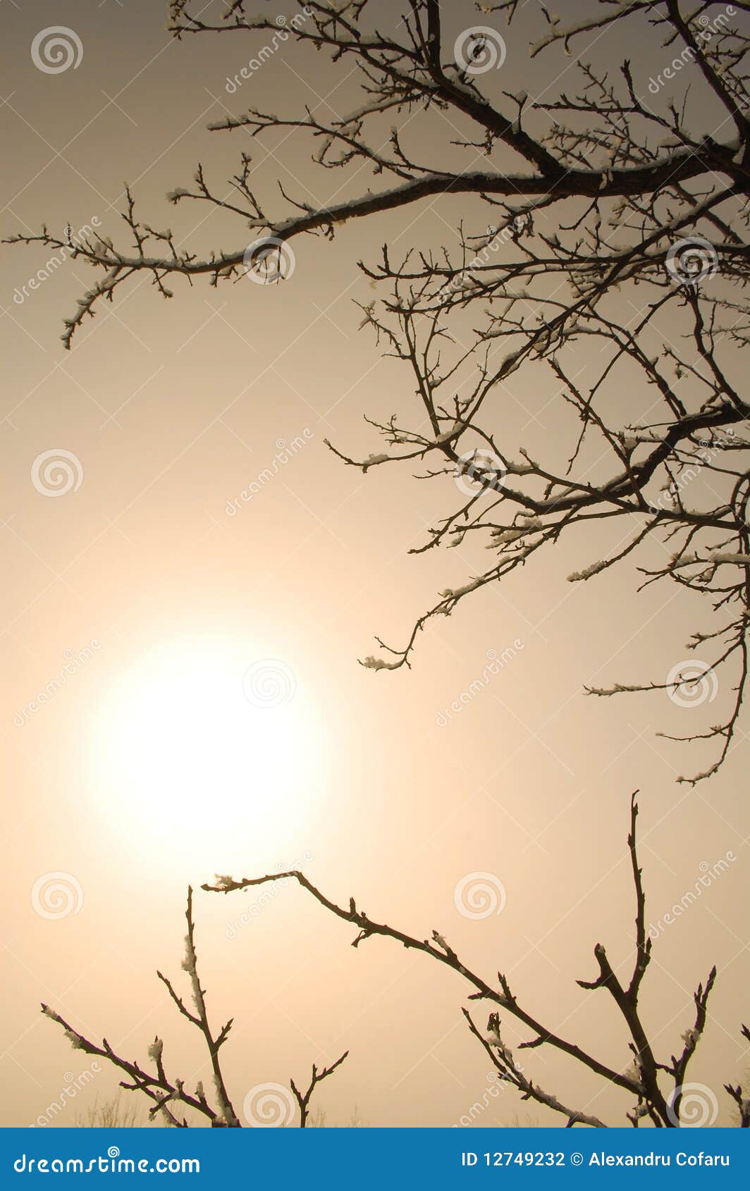 Branches and sun stock photo. Image of forest, land, card - 12749232