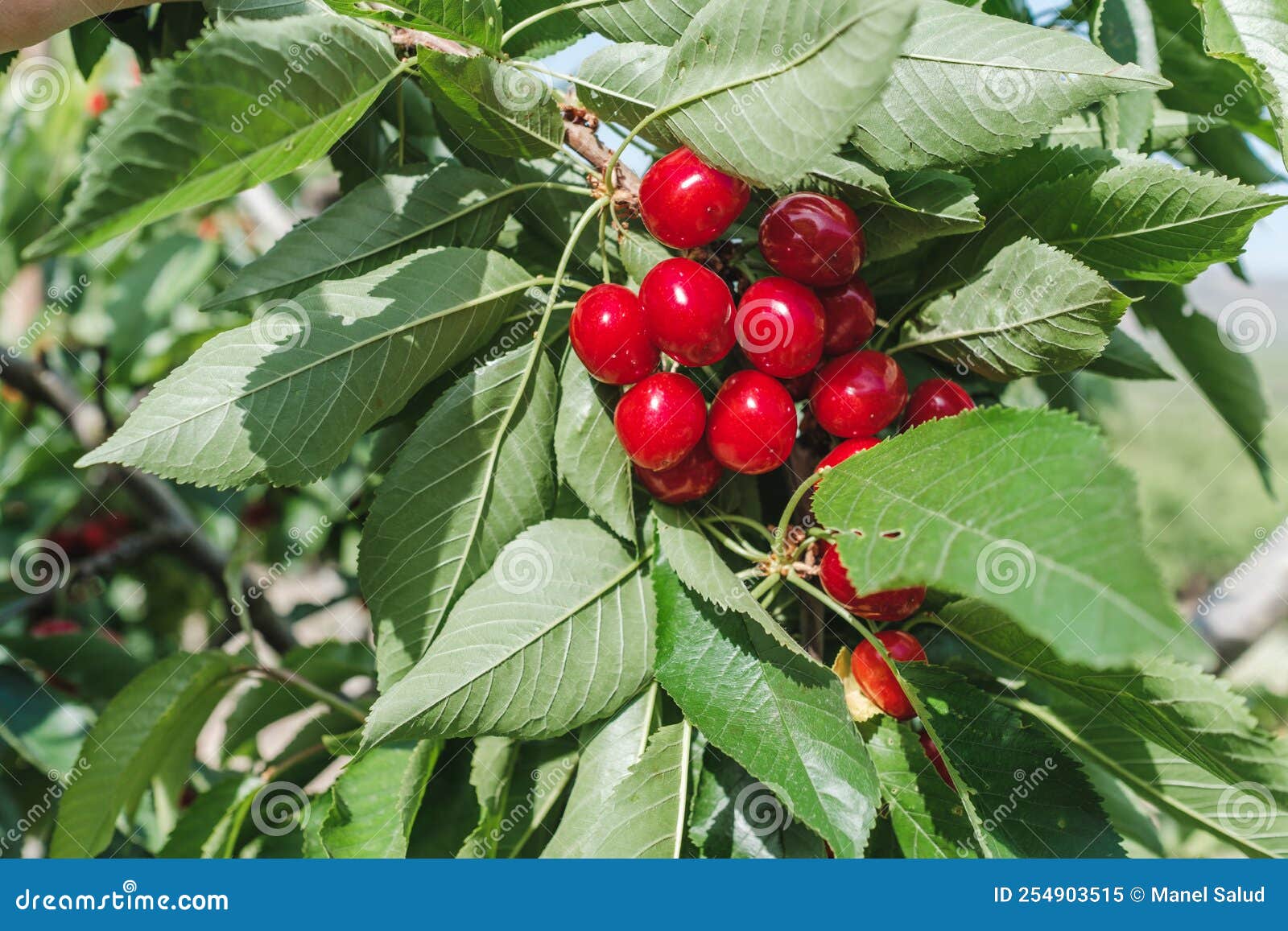 Branches with Sweet Red Cherries and Green Leaves. Cherry Tree Stock ...