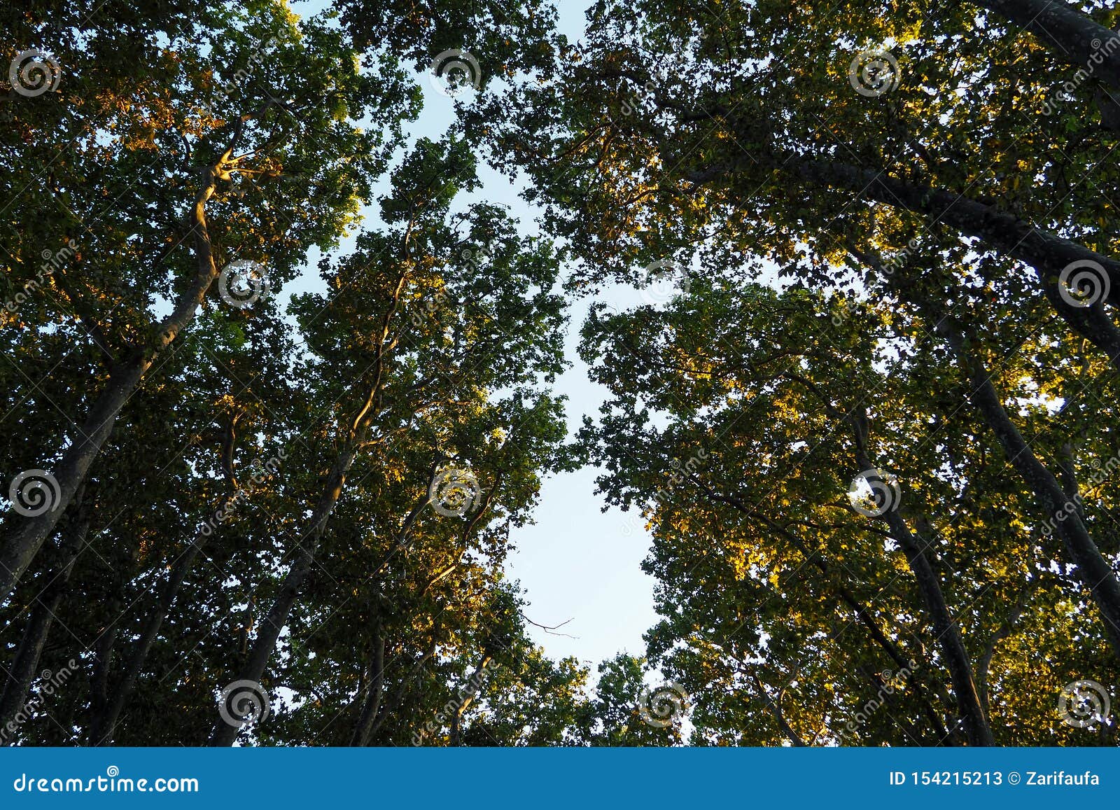 Branches of Sycamore Tree Against Sky on a Summer Day Stock Image ...